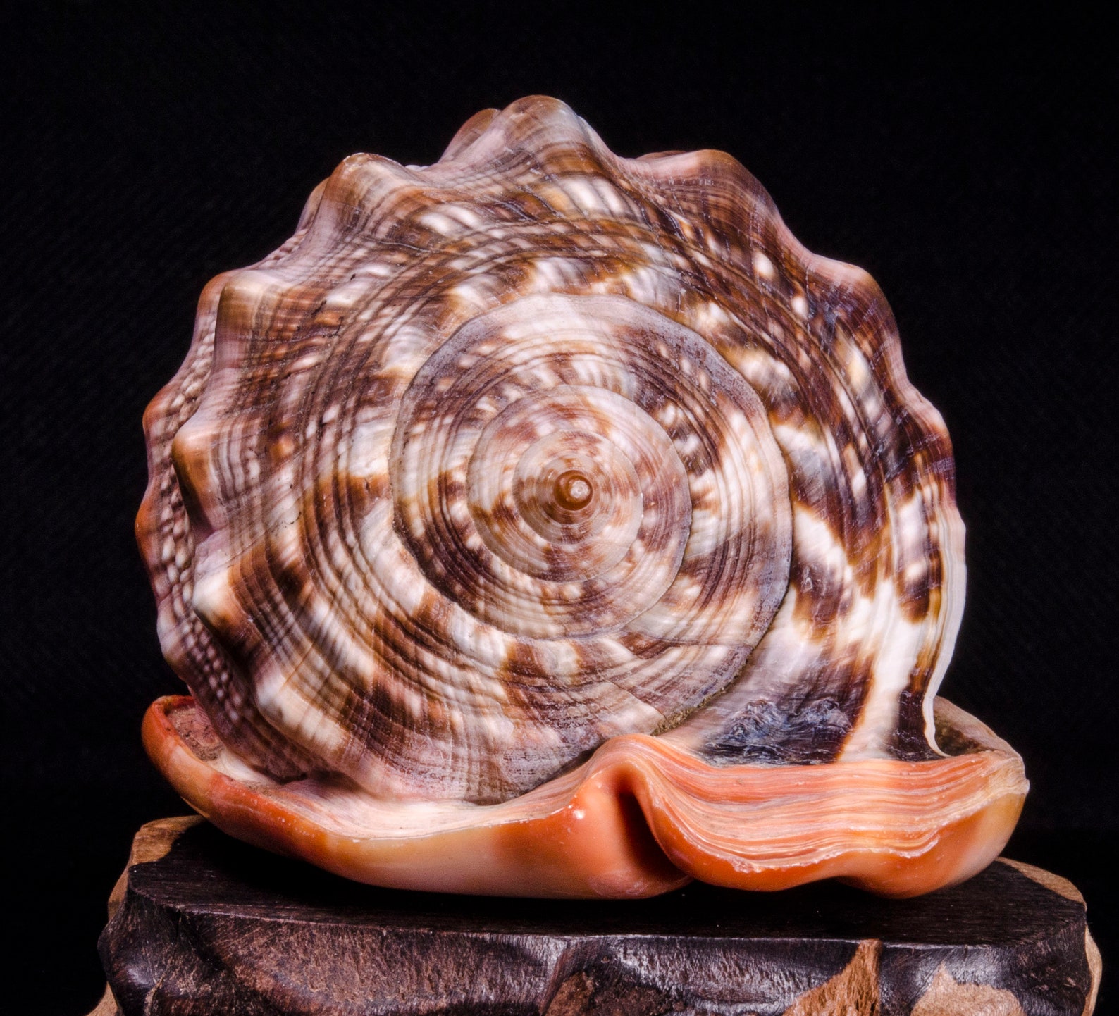 Large Natural Sea Snail Ammonite Decoration/sea Shell/snail | Etsy