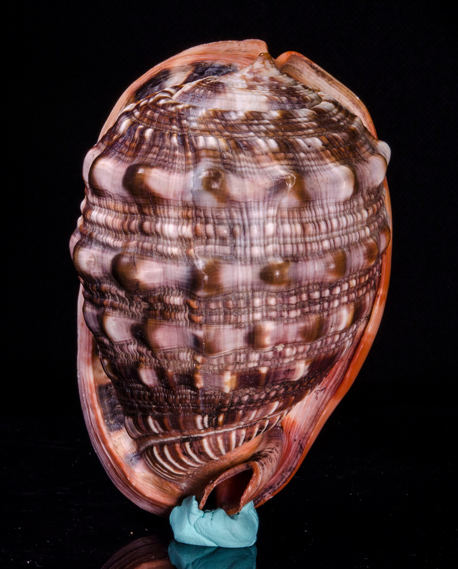 Large Natural Sea Snail Ammonite Decoration/sea Shell/snail | Etsy