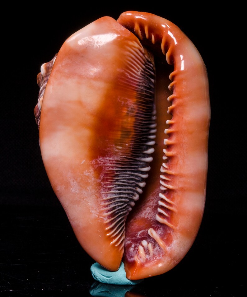 Large Natural Sea Snail Ammonite Decoration/sea Shell/snail Shell ...