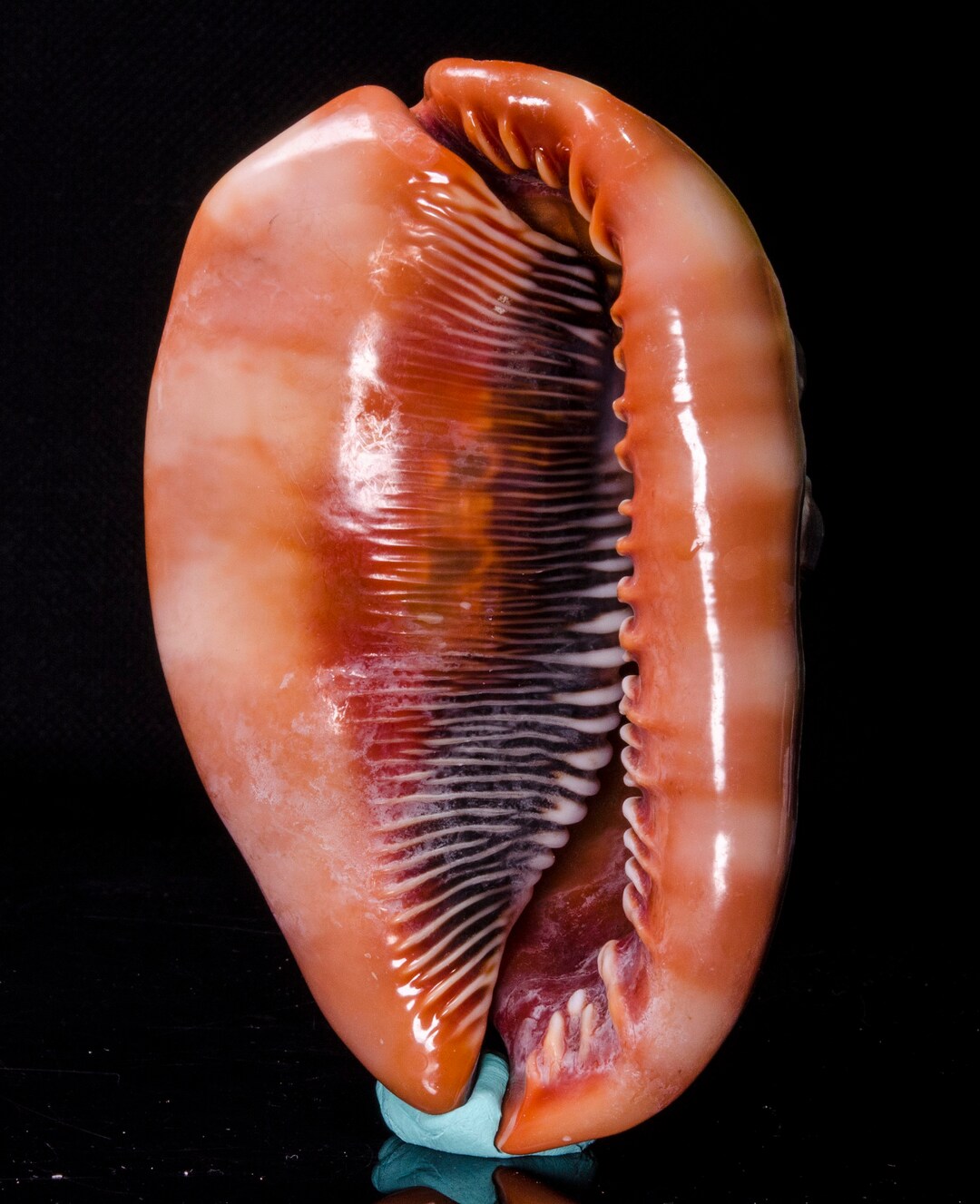 Large Natural Sea Snail Ammonite Decoration/sea Shell/snail Shell ...