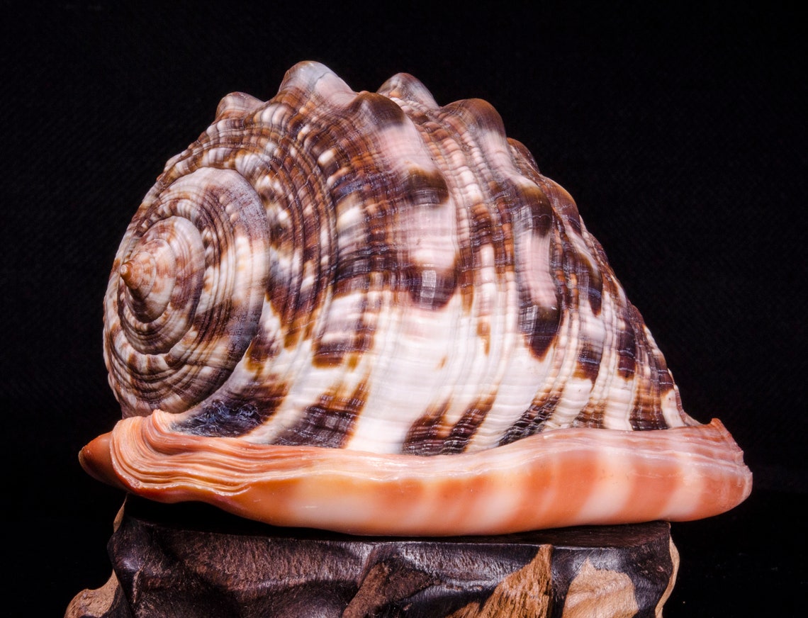 Large Natural Sea Snail Ammonite Decoration/sea Shell/snail | Etsy