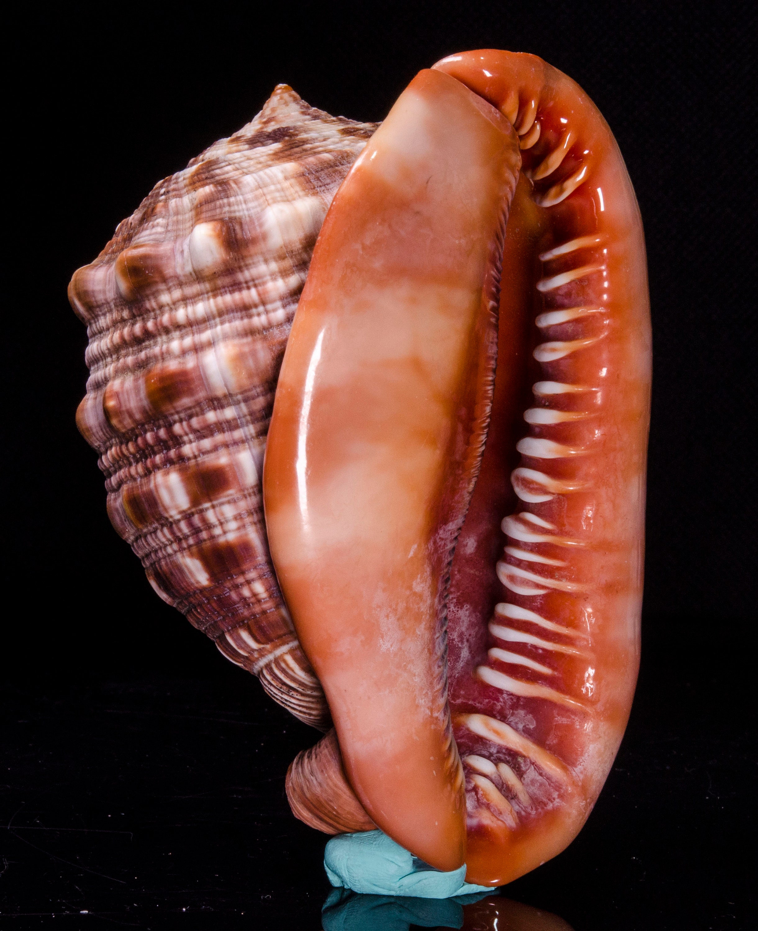 Large Natural Sea Snail Ammonite Decoration/sea Shell/snail | Etsy