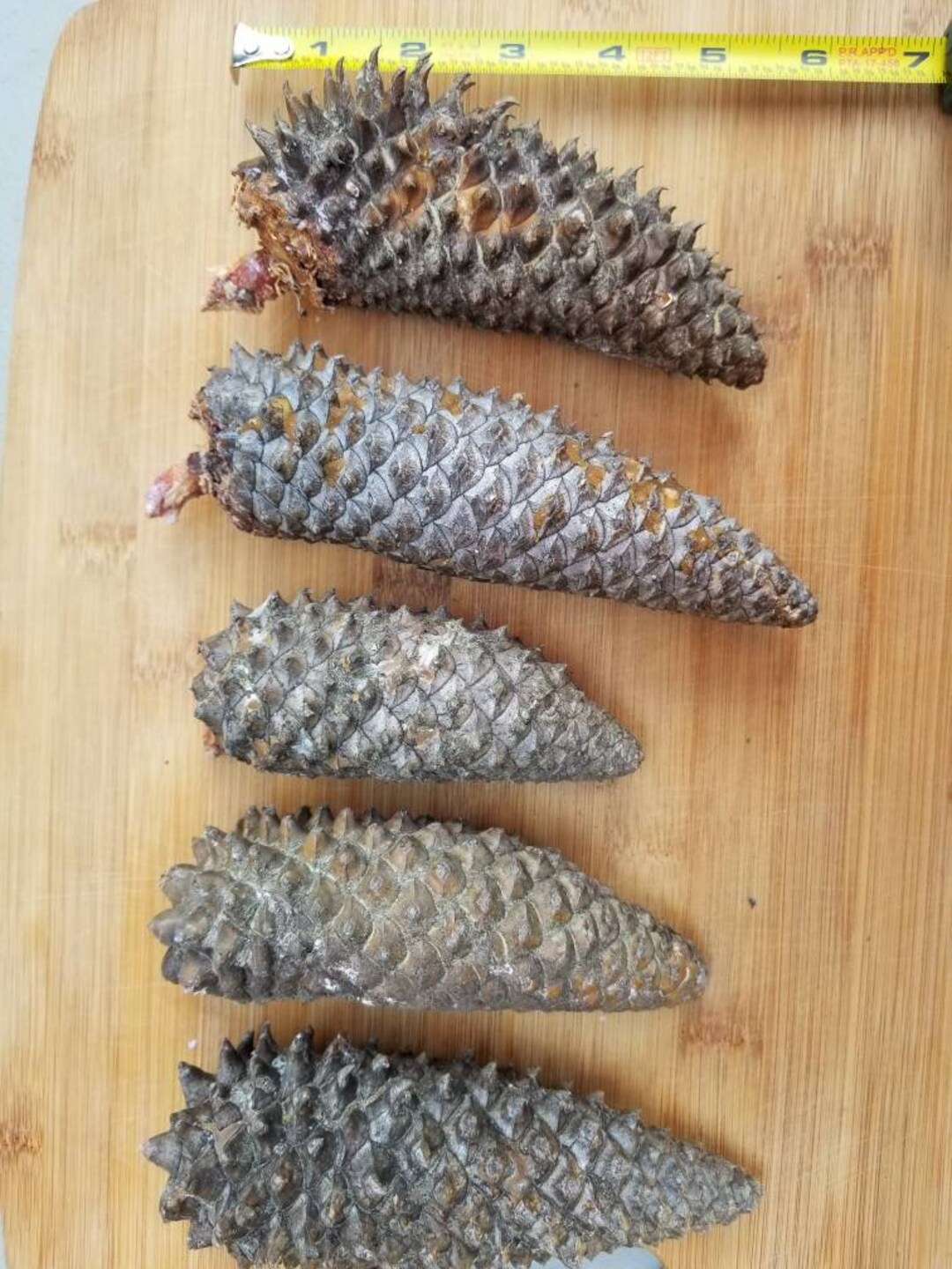 Large Knobcone Pinecone (5) Whole Raw Cones - Etsy