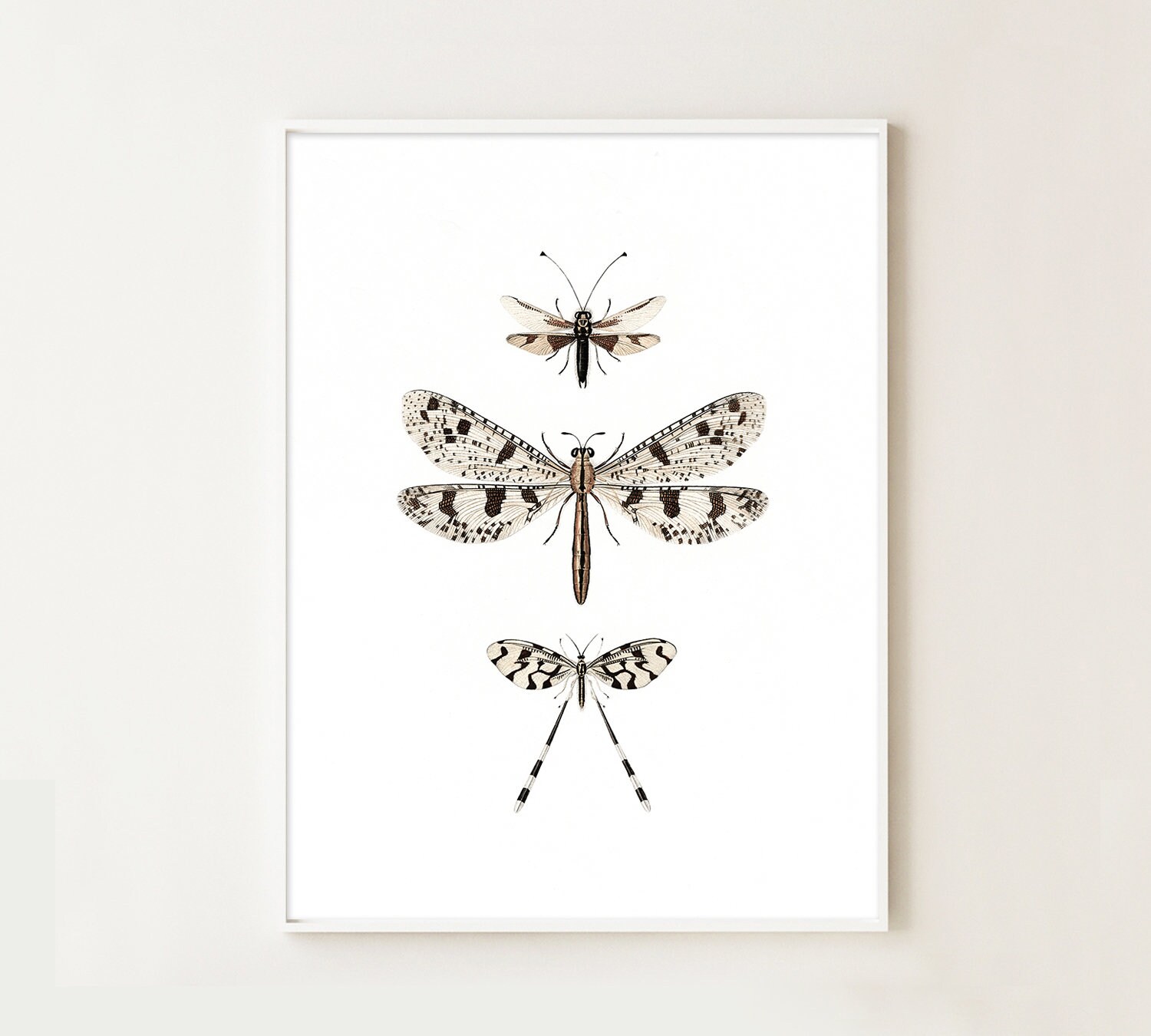 Insect Art Minimalist