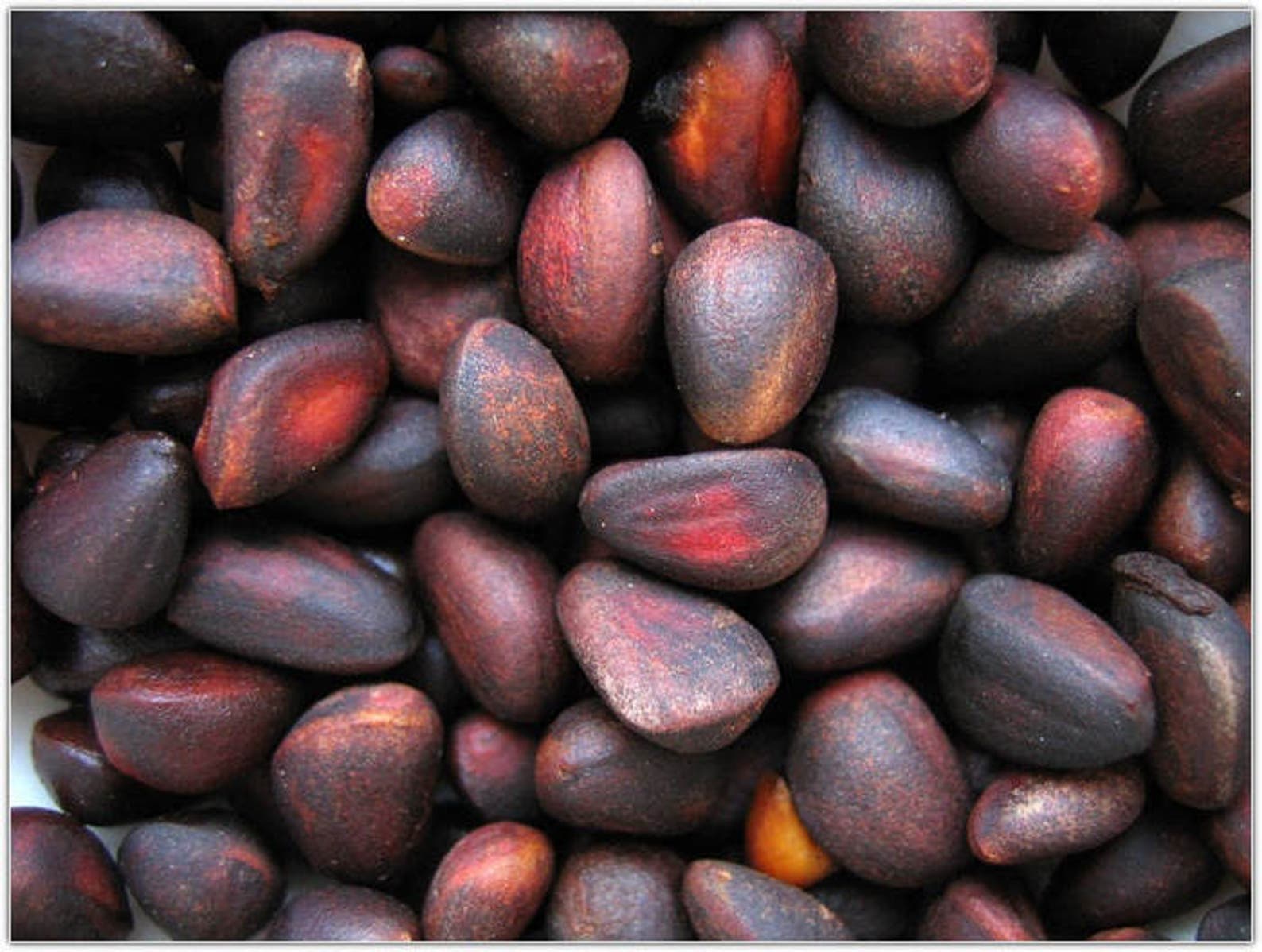 Selective Pine nuts Cedar. Nuts in shell. Collected in the | Etsy