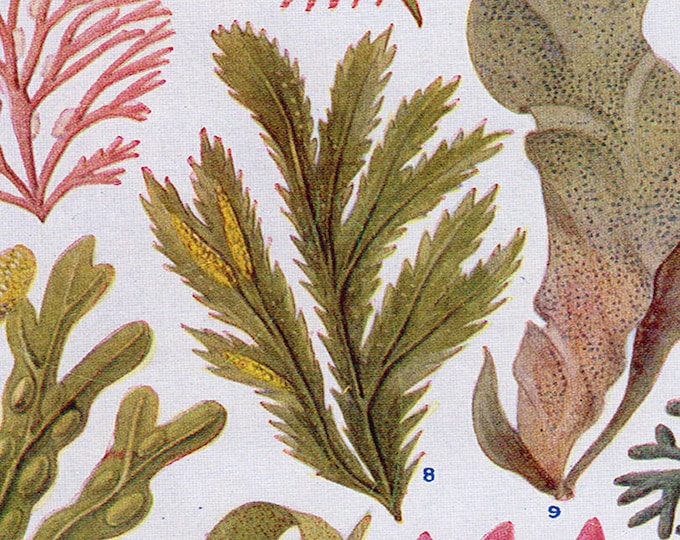 Set of Four Vintage Seaweed Charts - Etsy UK