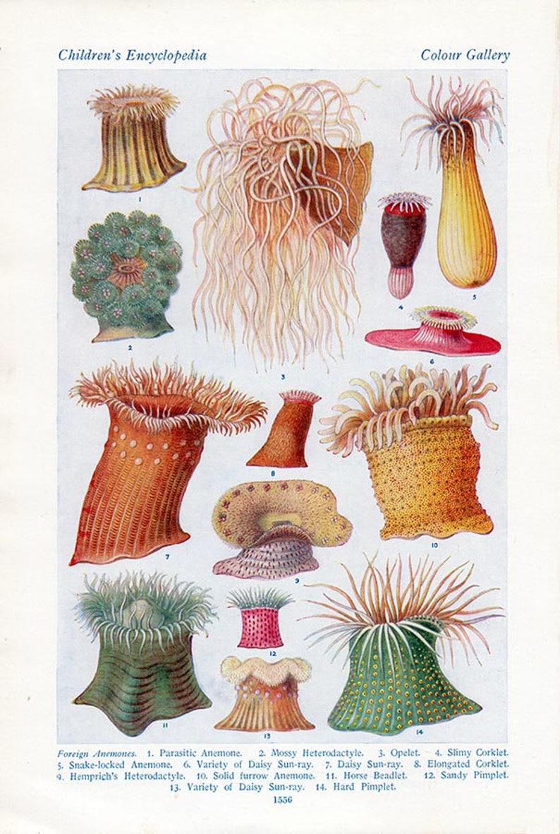Set of Four Vintage Sea Anemone Charts - Etsy