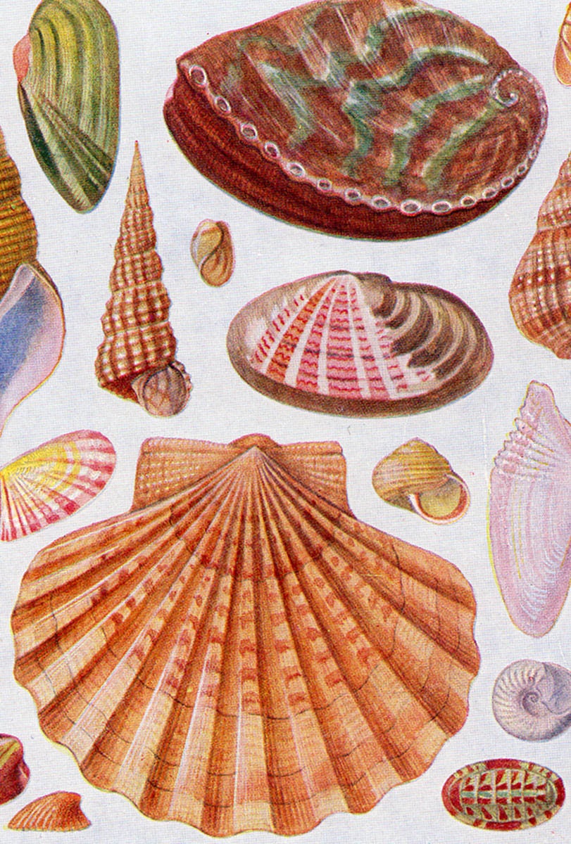 Set of Four Vintage Shell Charts - Etsy