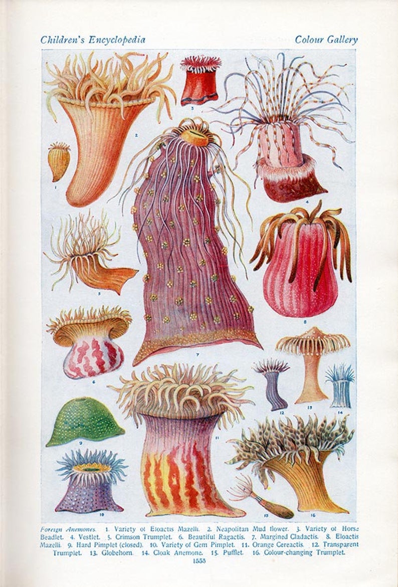 Set of Four Vintage Sea Anemone Charts - Etsy