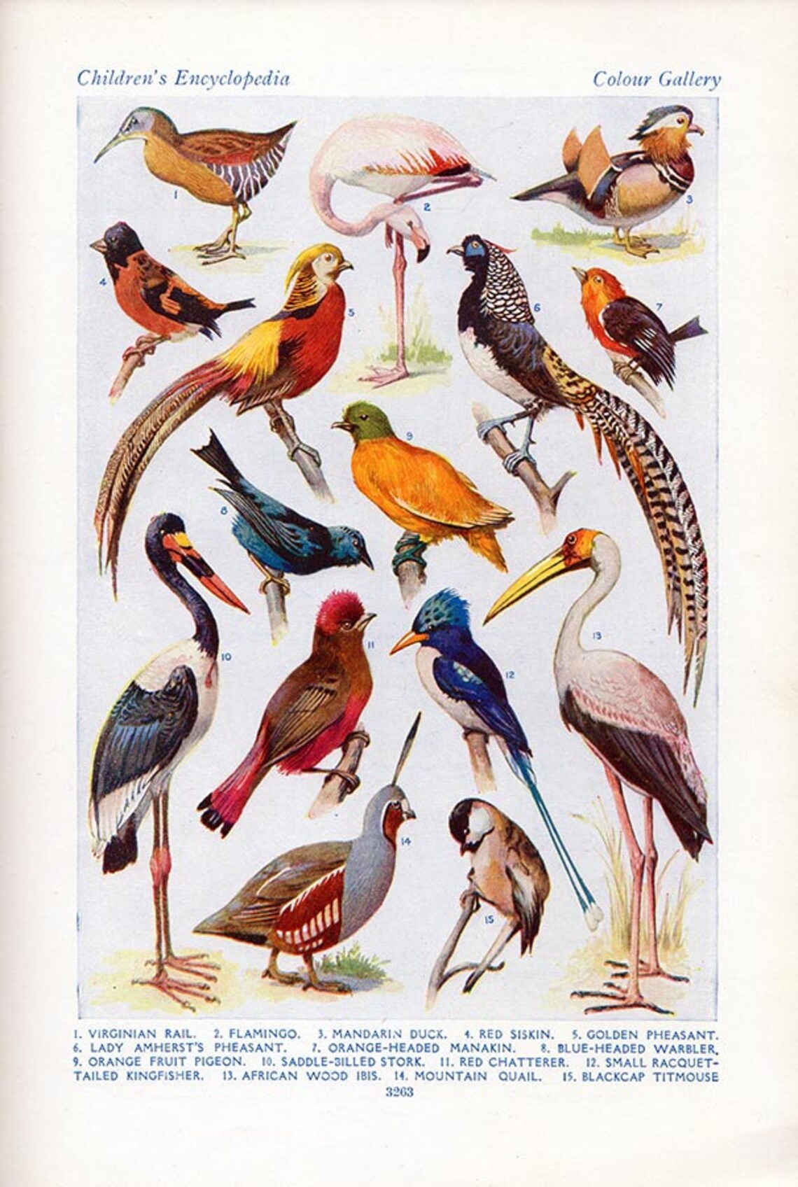 Set of Four Vintage Bird Charts #4 - Etsy