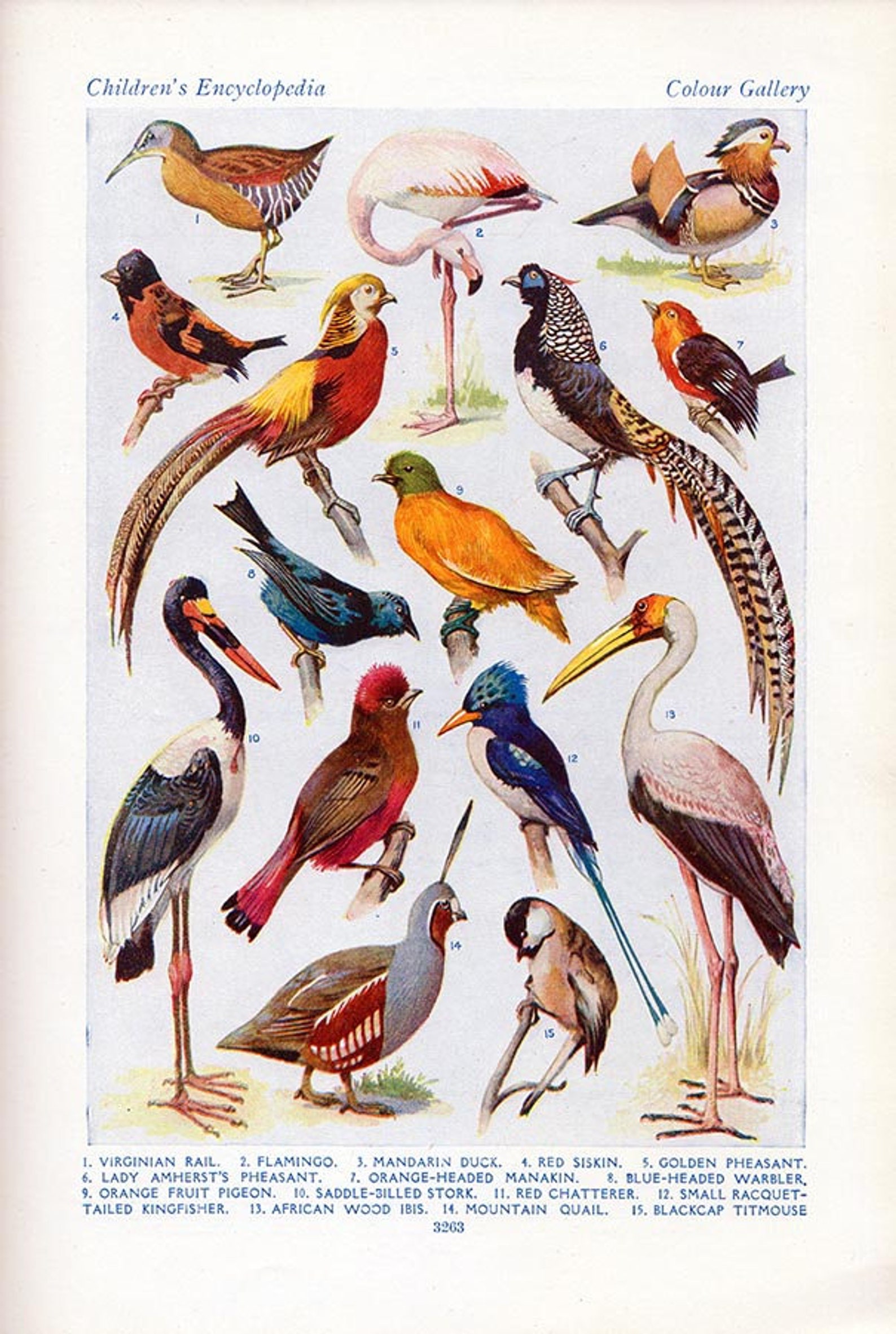 Set of Four Vintage Bird Charts #4 - Etsy