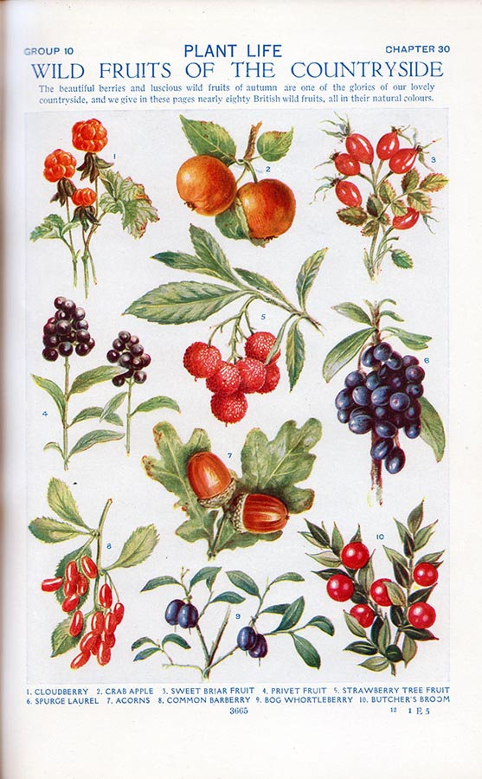 Set of Four Vintage Fruits Charts #1 - Etsy