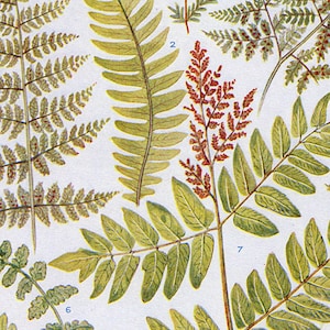 Set of Four Vintage Fern Charts - Etsy