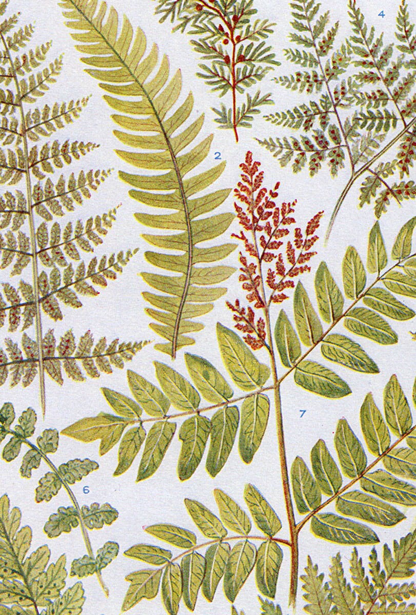 Set of Four Vintage Fern Charts - Etsy