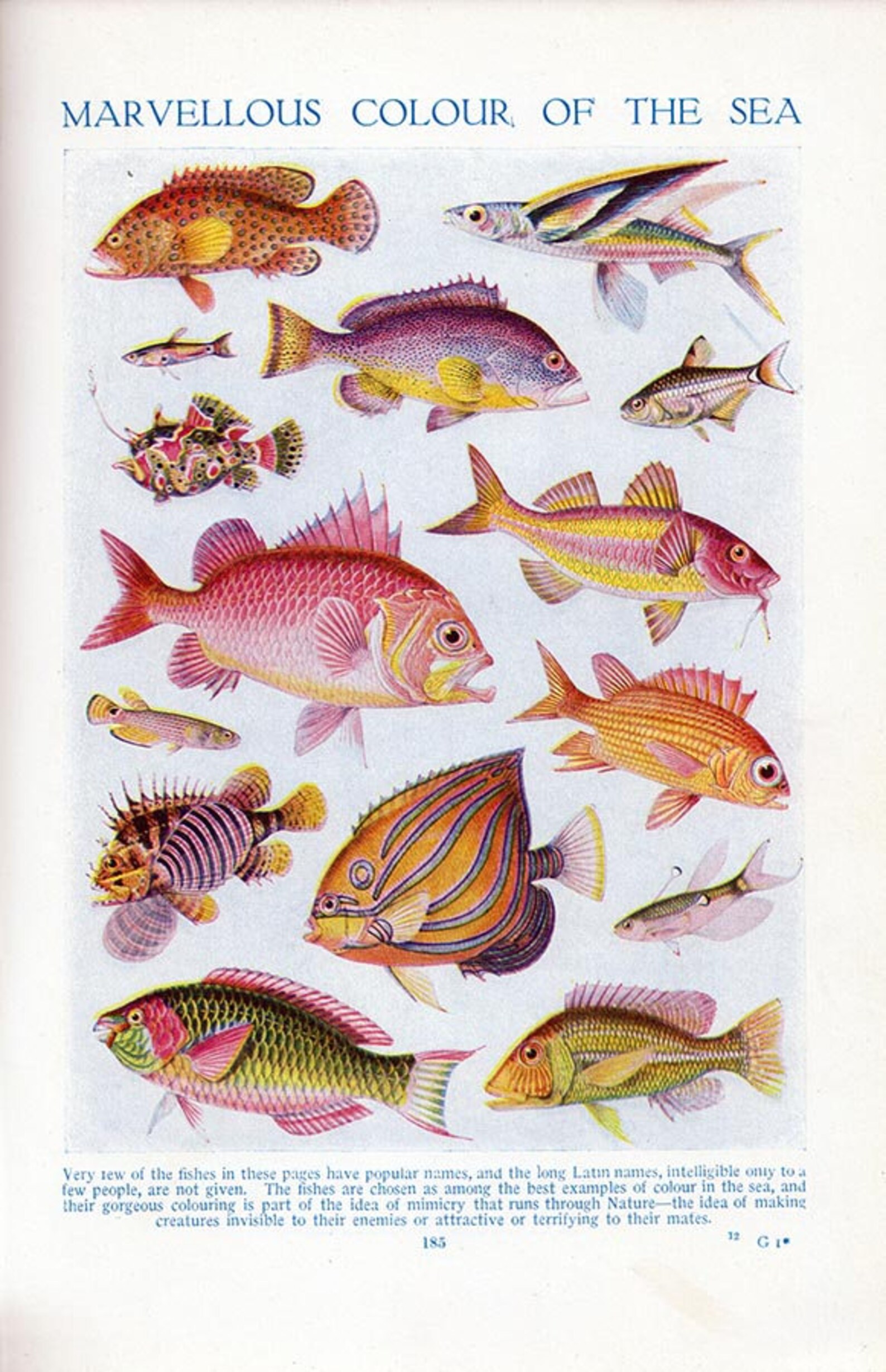 Set of Four Vintage Fish Charts #1 - Etsy