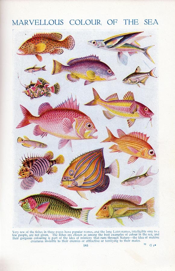 Set of Four Vintage Fish Charts #1 - Etsy