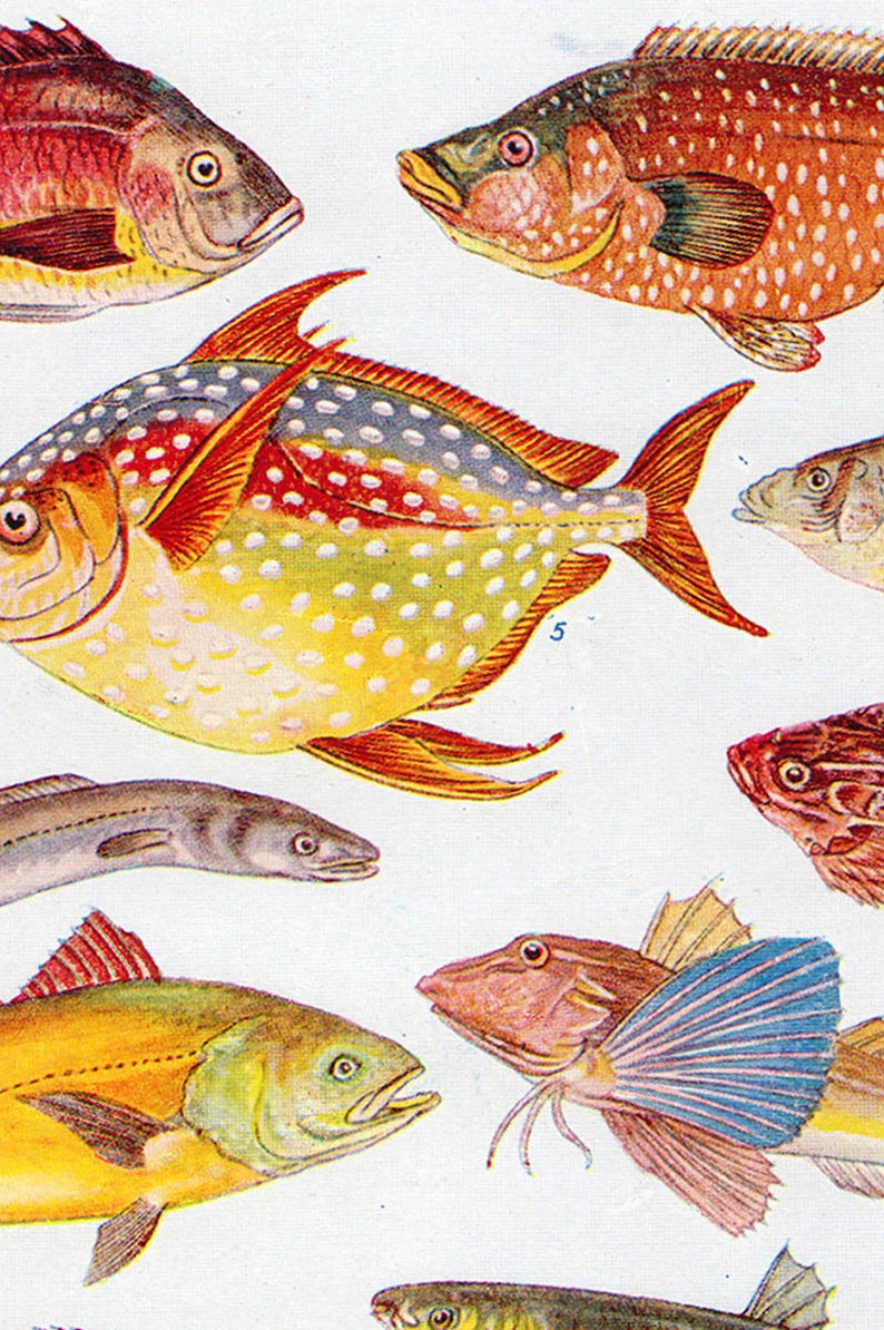 Set of Four Vintage Fish Charts #2 - Etsy
