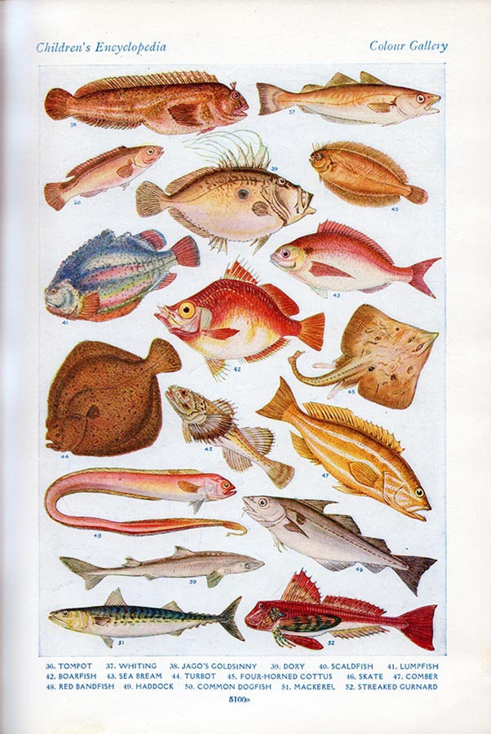 Set of Four Vintage Fish Charts #2 - Etsy