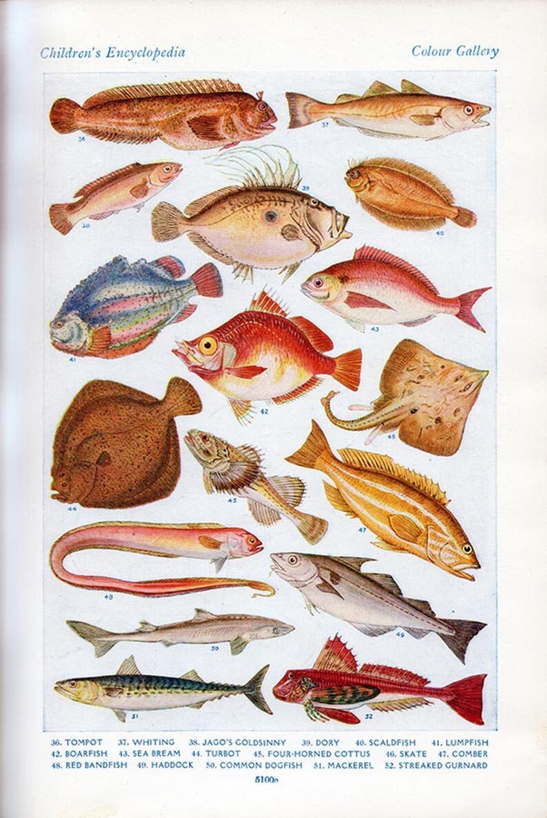 Set of Four Vintage Fish Charts 2 - Etsy