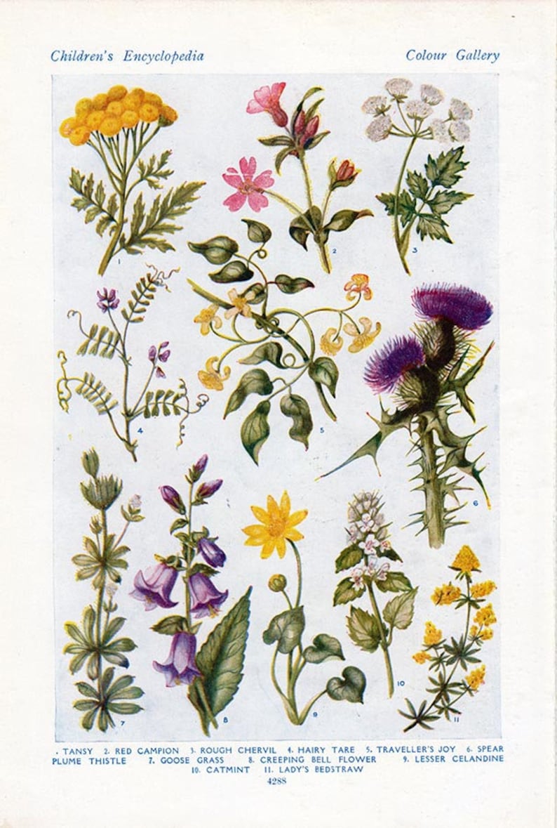 Set of Four Vintage Charts of British Wild Flowers #1 - Etsy
