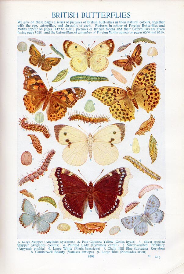 Set of Four Vintage Butterfly Charts 2 - Etsy