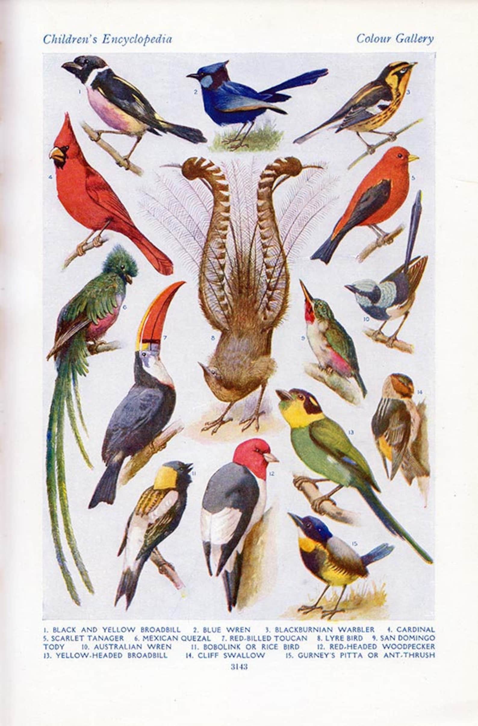 Set of Four Vintage Bird Charts #3 - Etsy