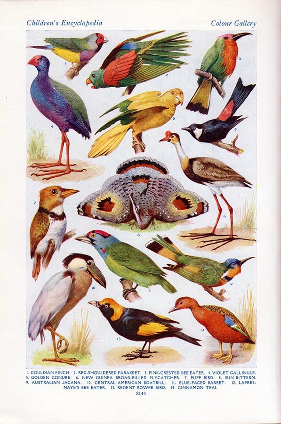 Set of Four Vintage Bird Charts #3 - Etsy
