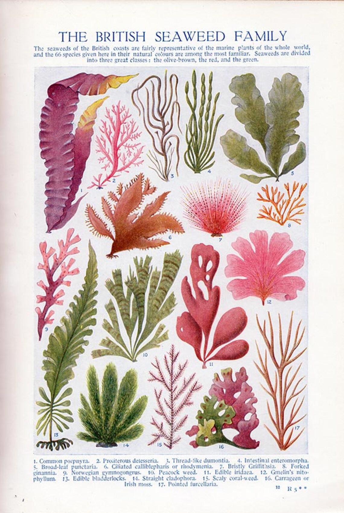 Set of Four Vintage Seaweed Charts - Etsy UK