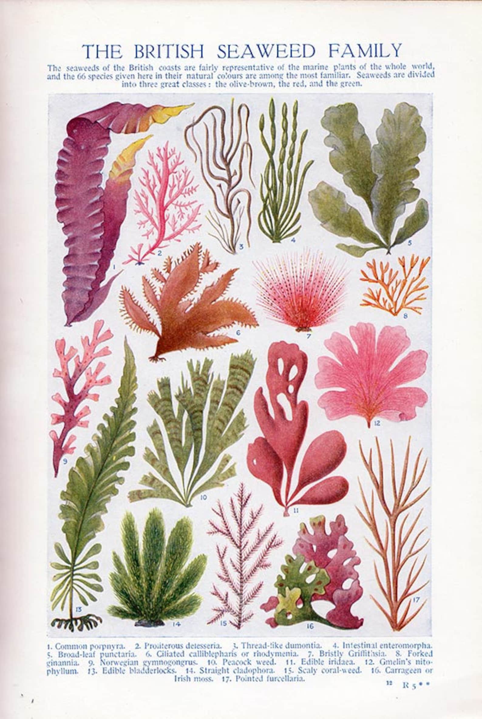 Set of Four Vintage Seaweed Charts | Etsy UK