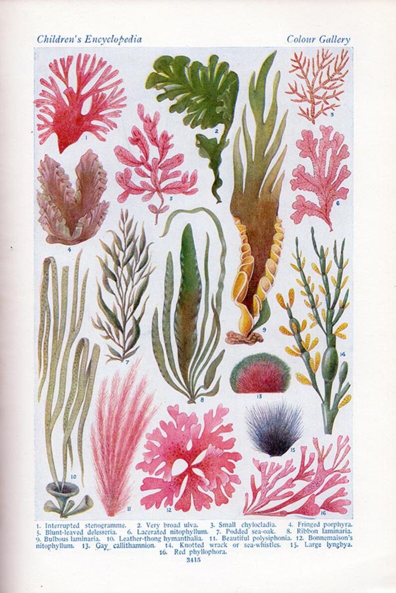 Set of Four Vintage Seaweed Charts - Etsy