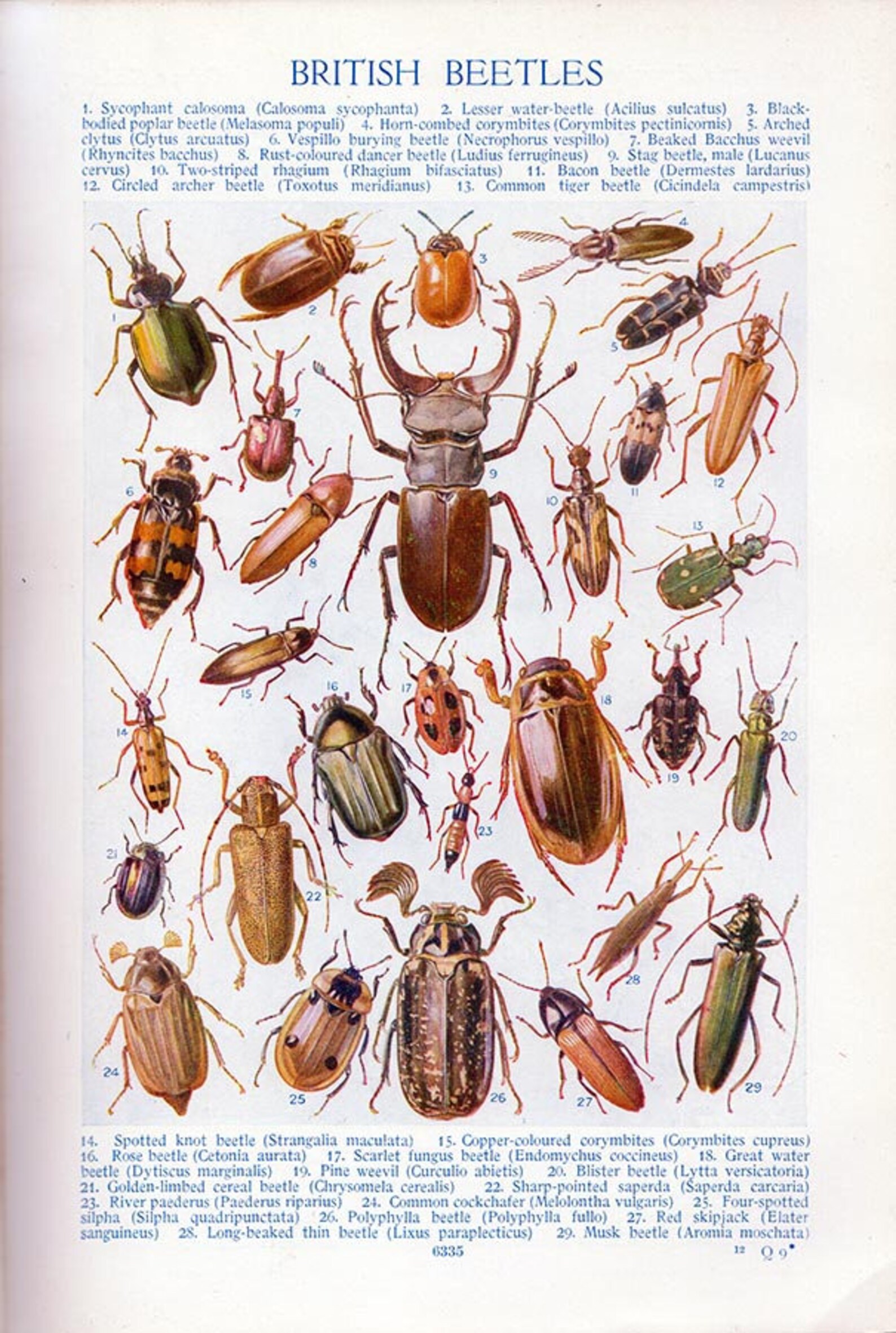 Set of Three Vintage Beetle Charts - Etsy