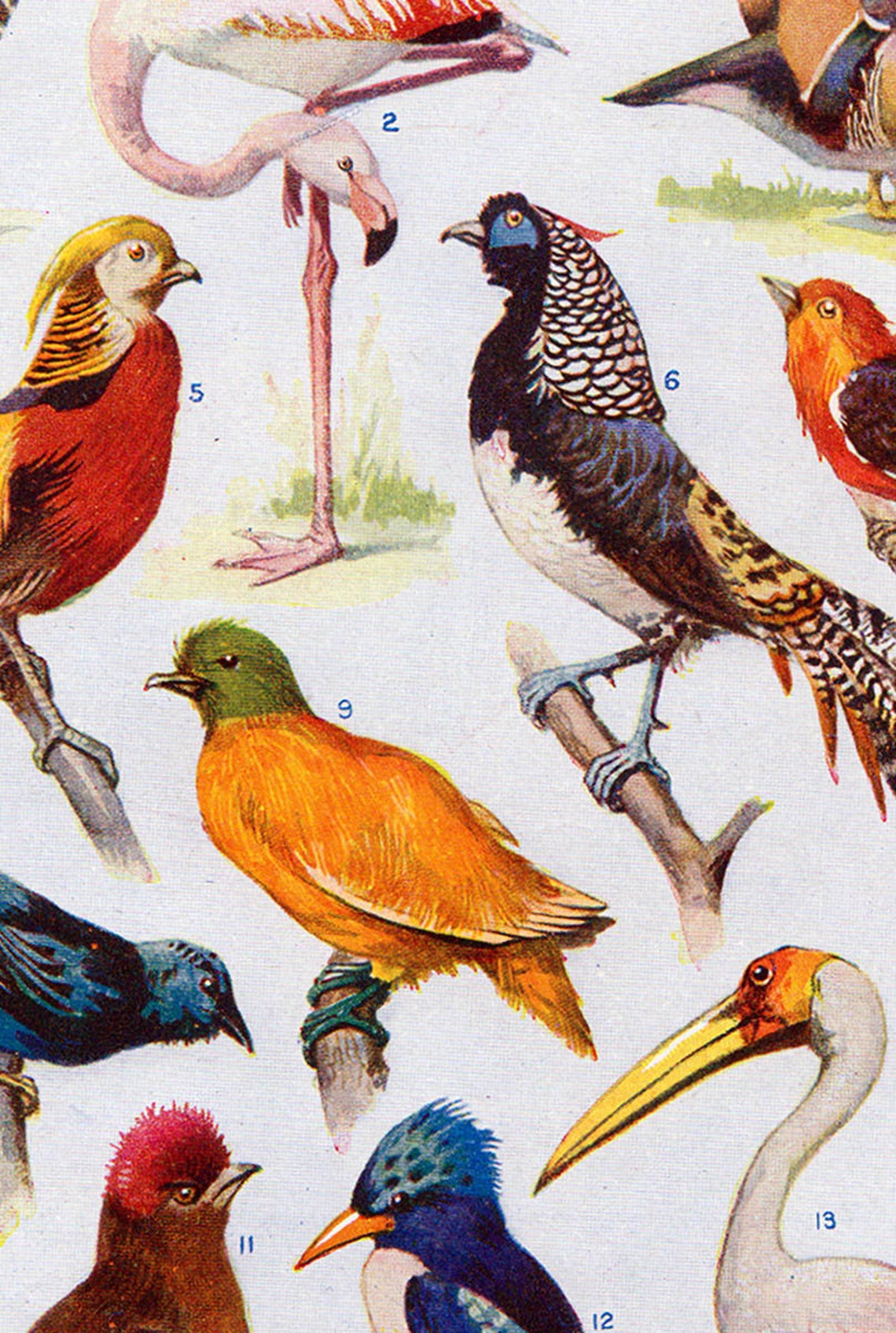Set of Four Vintage Bird Charts #4 - Etsy