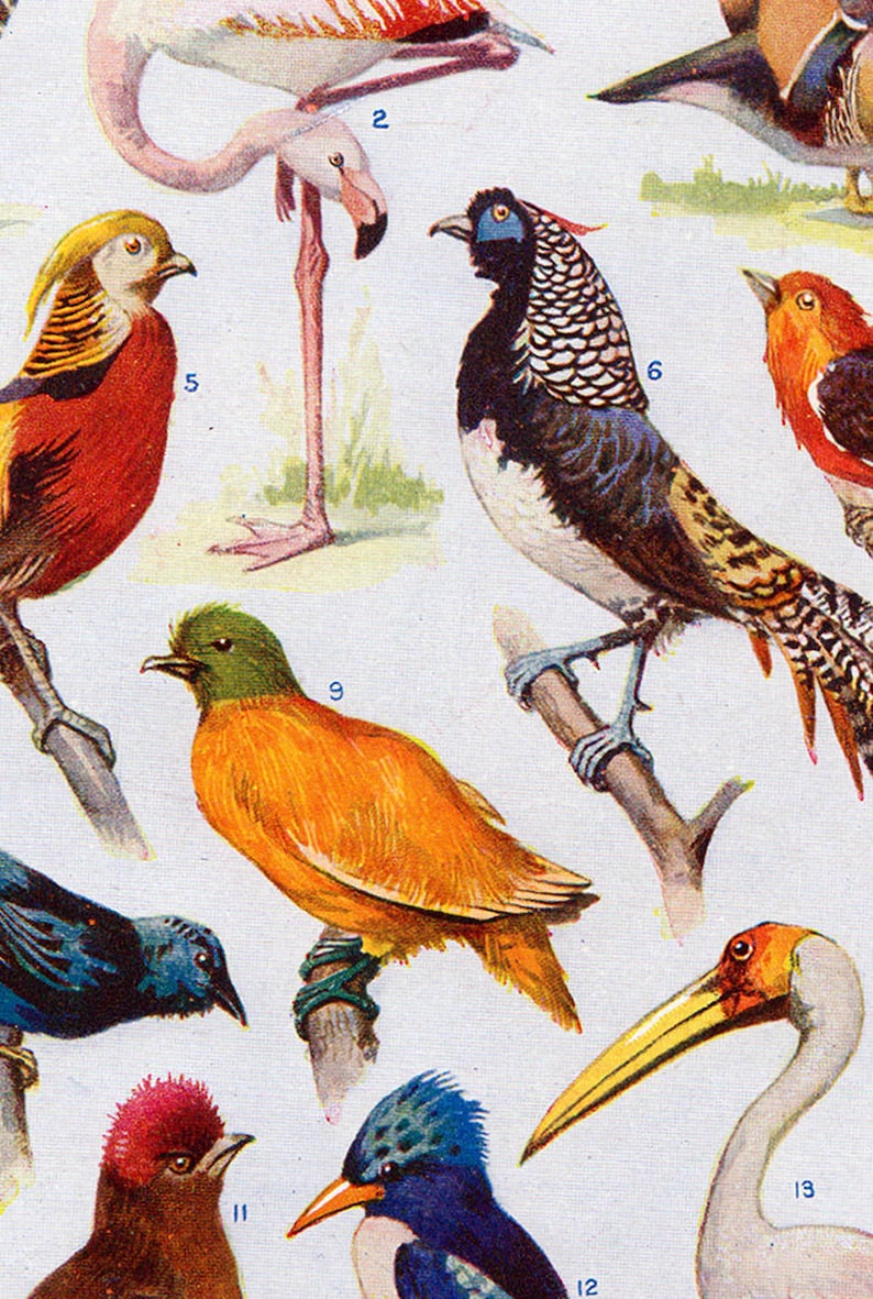 Set of Four Vintage Bird Charts 4 - Etsy