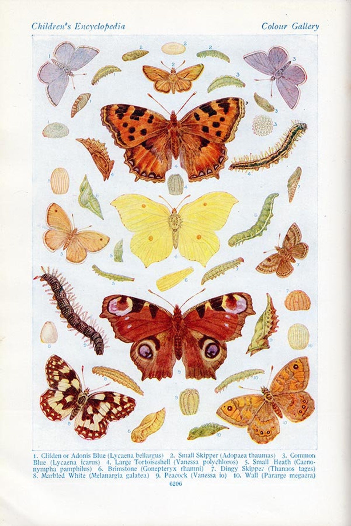Set of Four Vintage Butterfly Charts 2 - Etsy