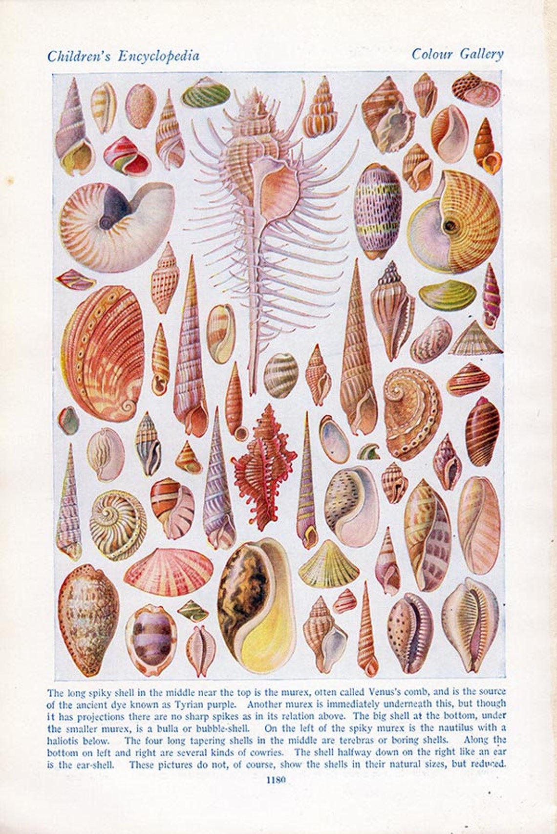 Set of Four Vintage Shell Charts - Etsy