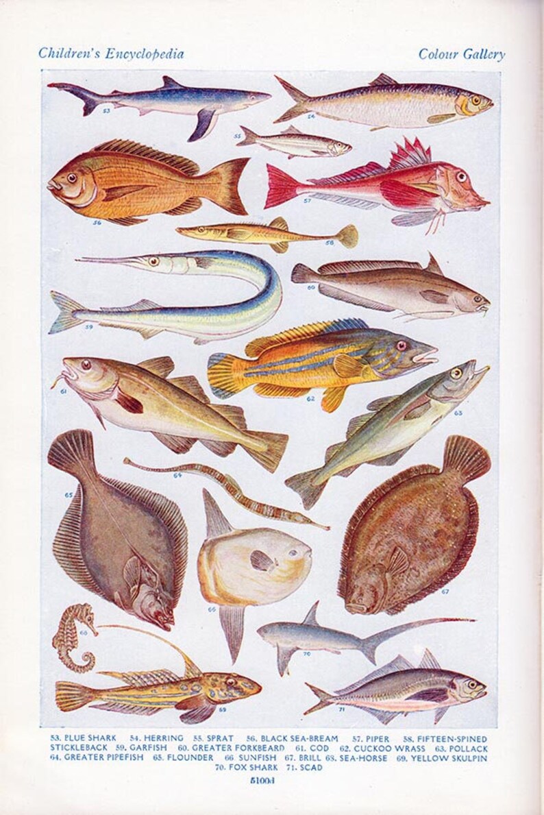 Set of Four Vintage Fish Charts 2 - Etsy