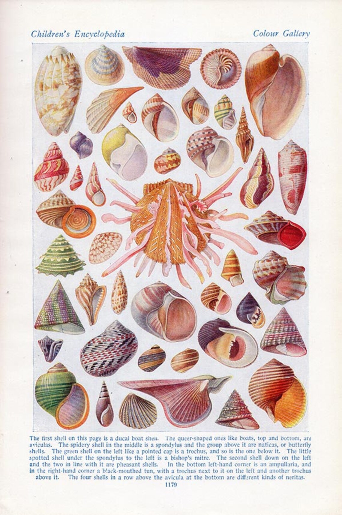 Set of Four Vintage Shell Charts - Etsy