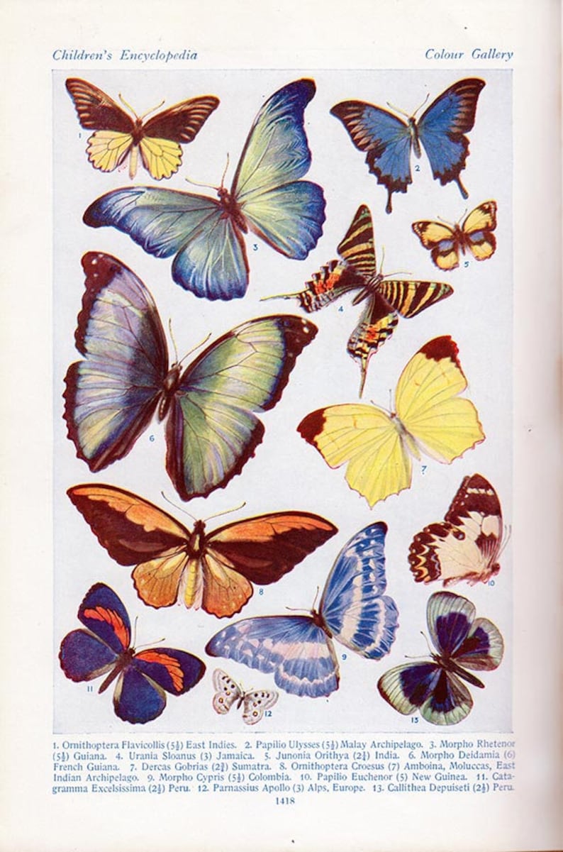 Set of Four Vintage Butterfly Charts #1 - Etsy
