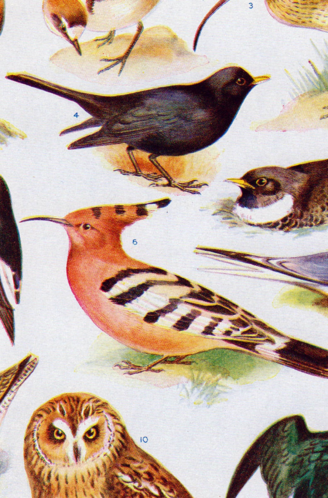 Set of Four Vintage Bird Charts #2 - Etsy