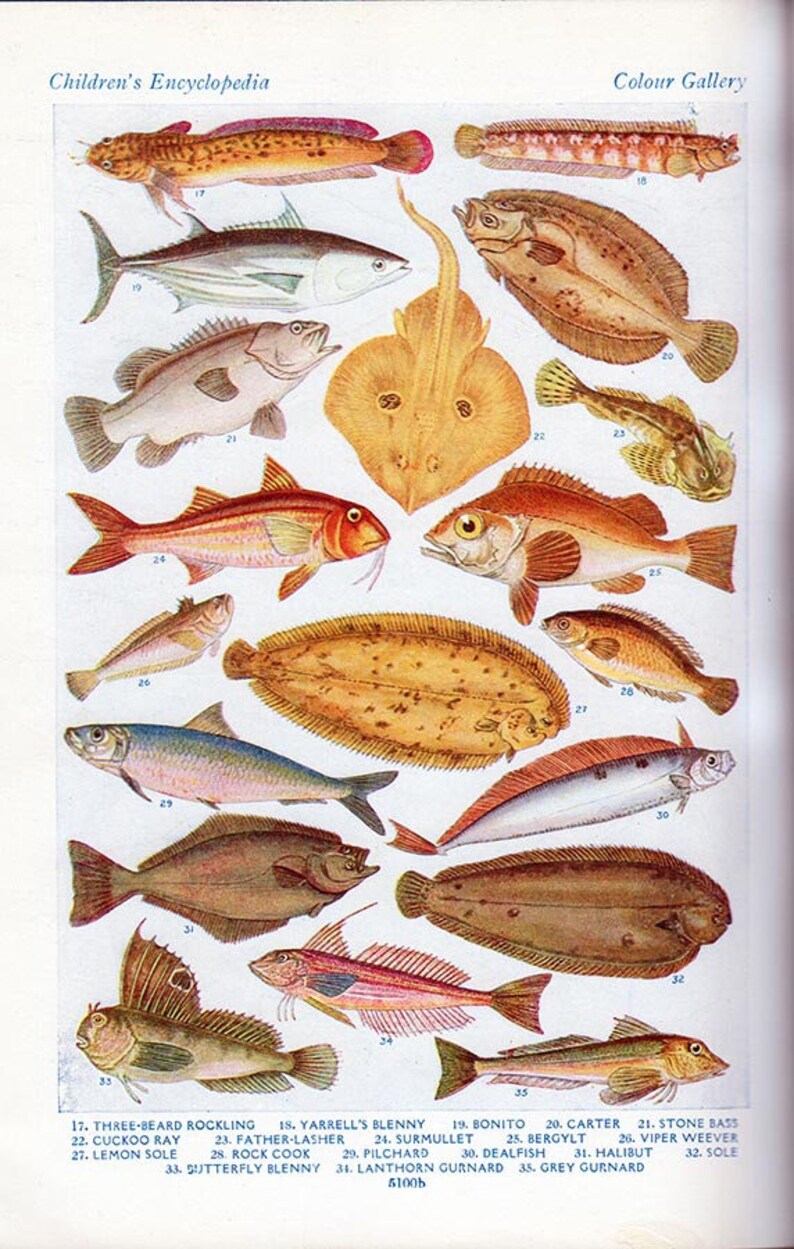 Set of Four Vintage Fish Charts 2 - Etsy