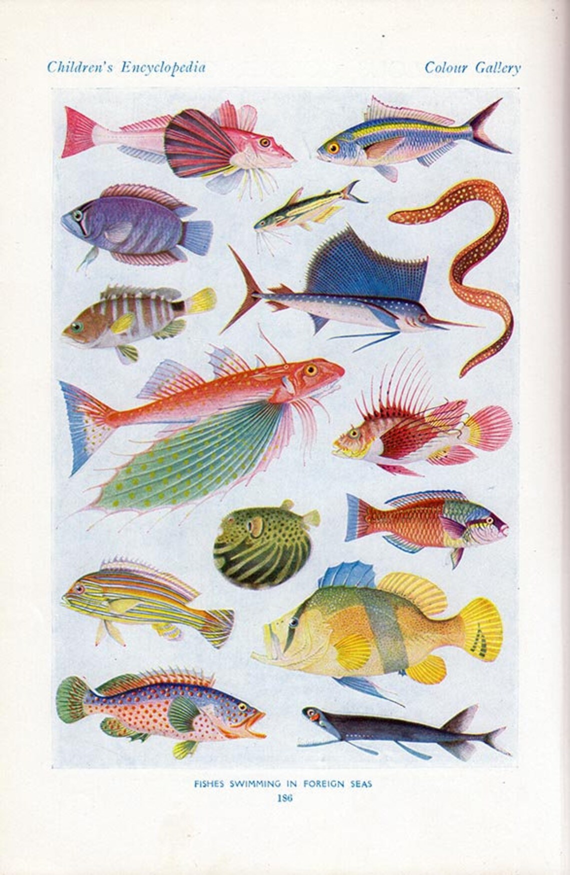 Set of Four Vintage Fish Charts #1 - Etsy