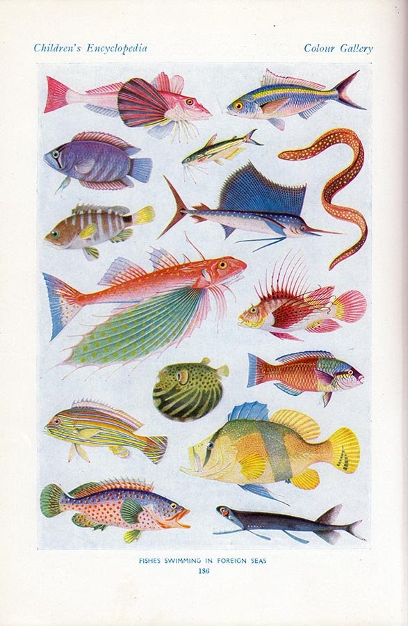 Set of Four Vintage Fish Charts #1 - Etsy