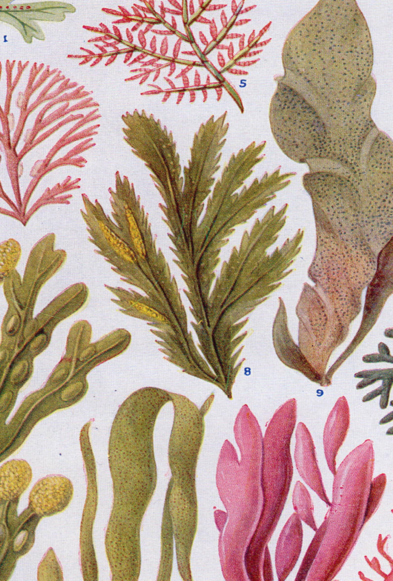 Set of Four Vintage Seaweed Charts | Etsy UK