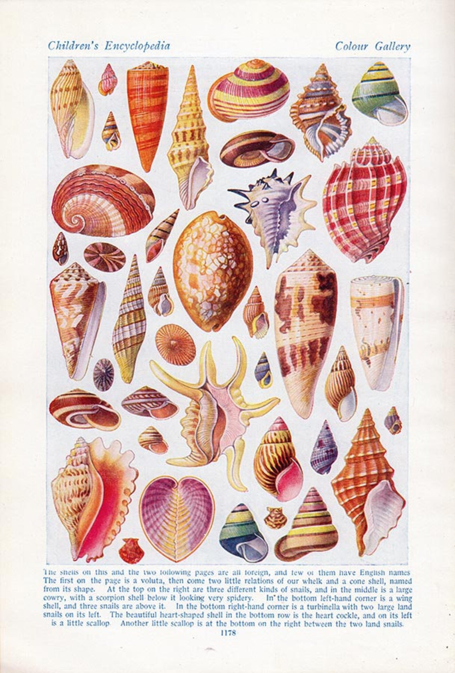 Set of Four Vintage Shell Charts - Etsy
