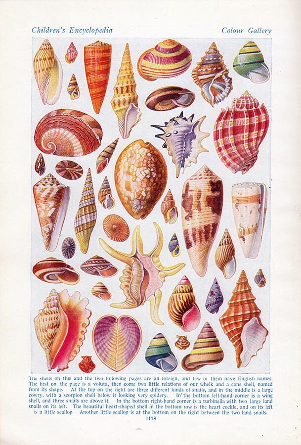 Set of Four Vintage Shell Charts - Etsy