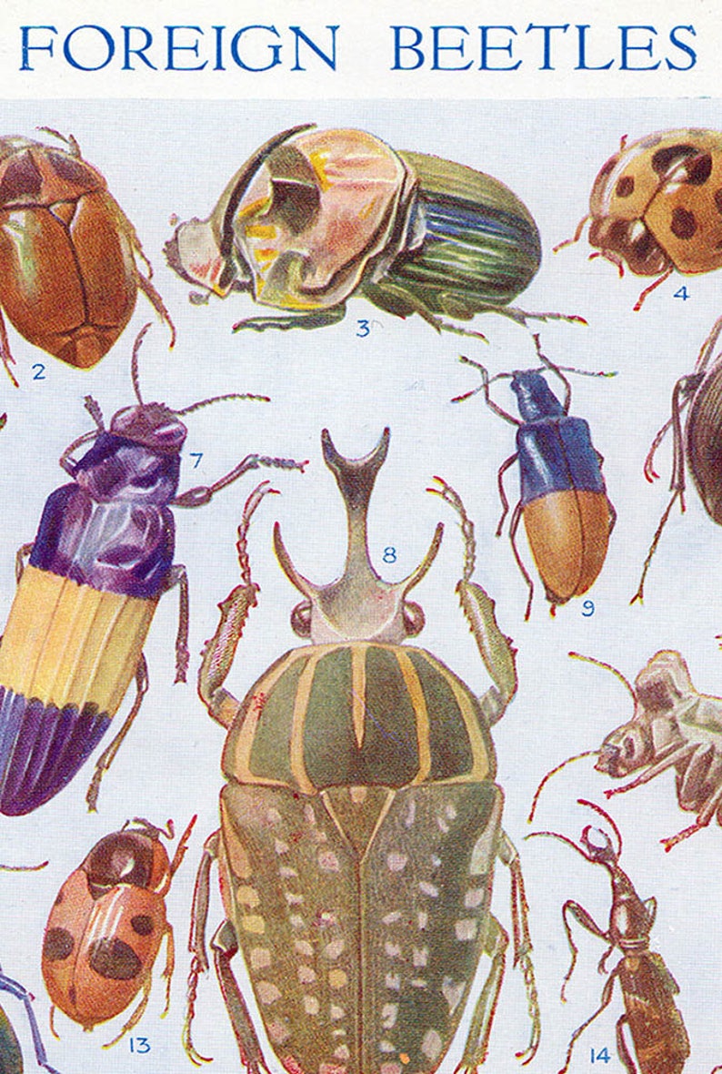 Set of Three Vintage Beetle Charts - Etsy