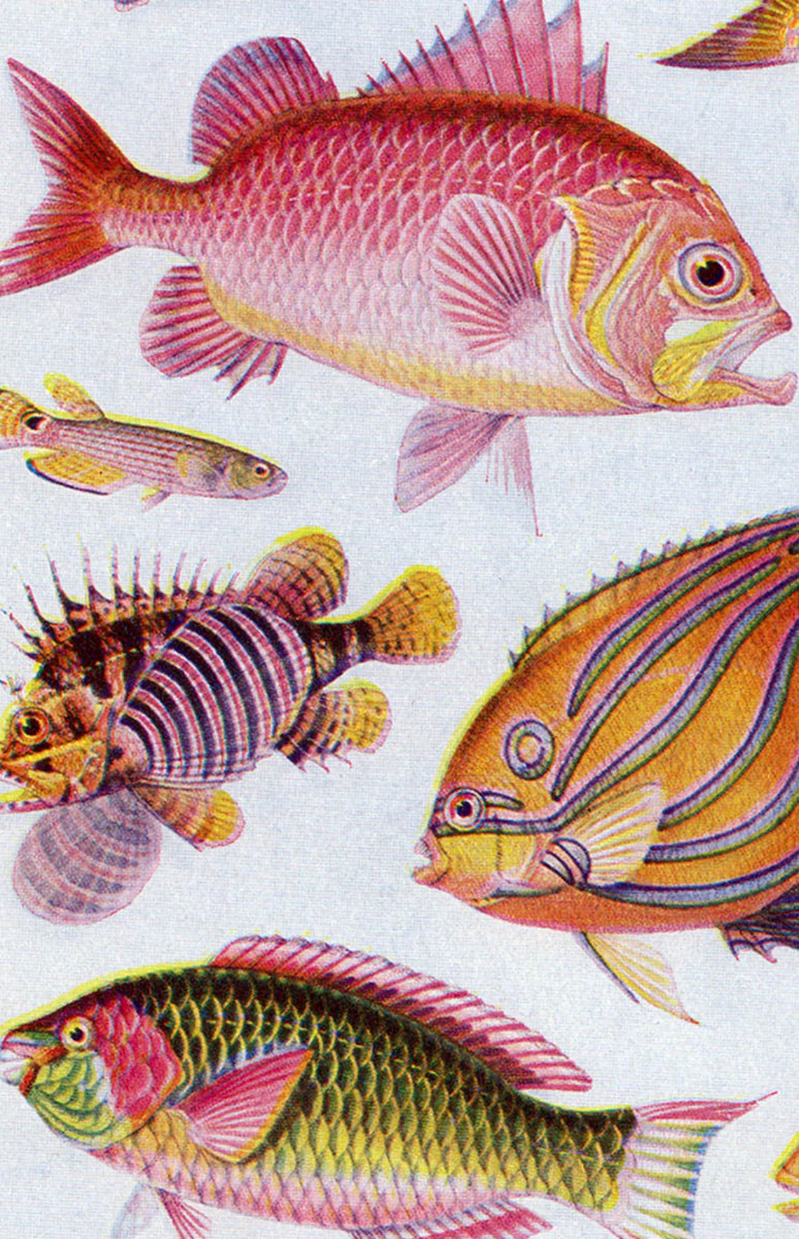 Set of Four Vintage Fish Charts #1 - Etsy