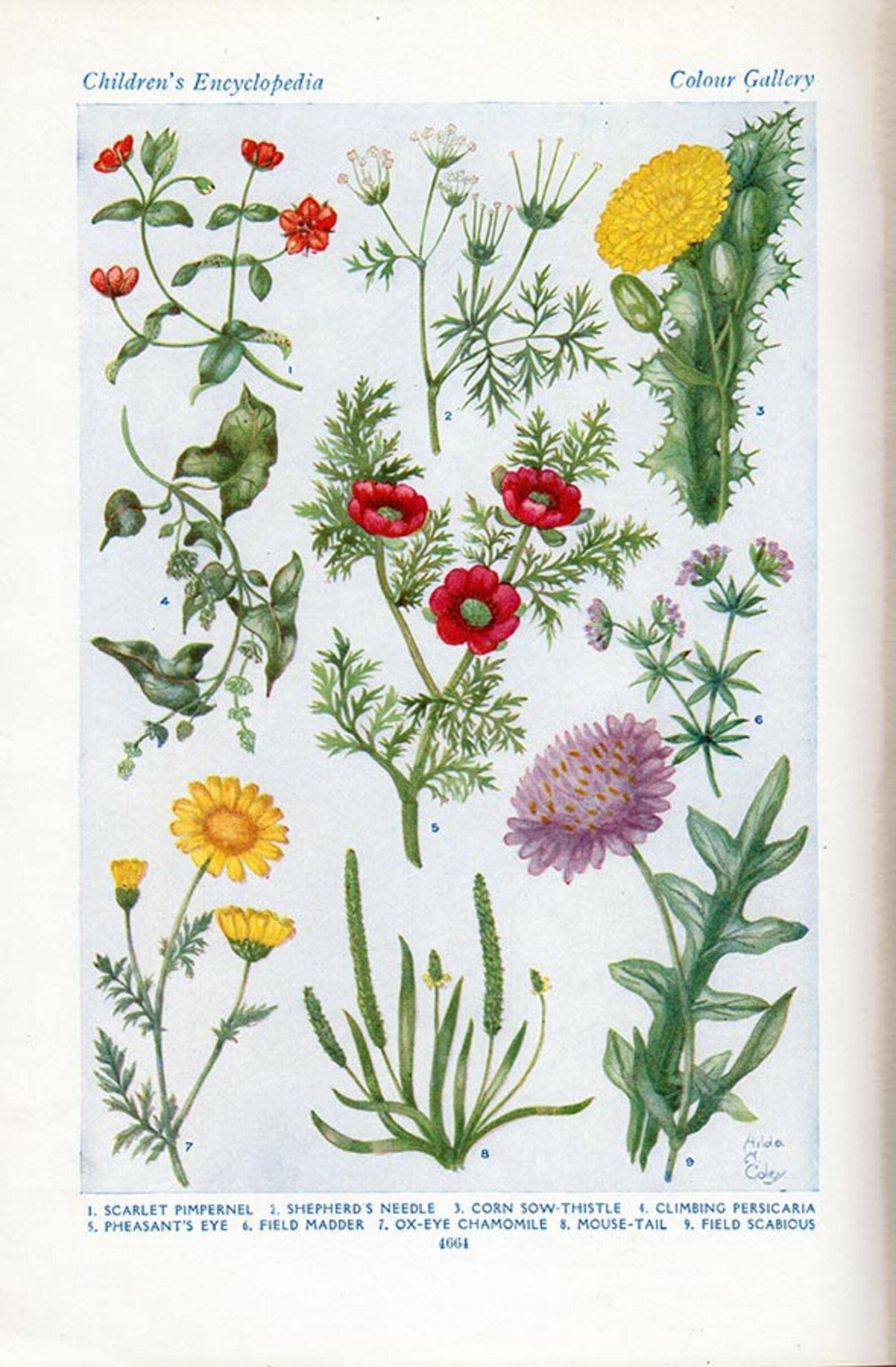 Set of Four Vintage Charts of British Wild Flowers #2 - Etsy