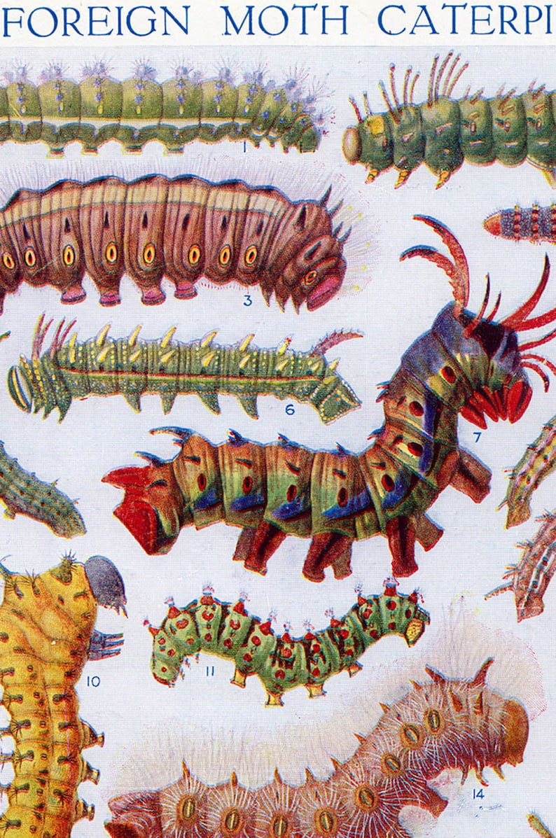 Set of Three Vintage Caterpillar Charts - Etsy