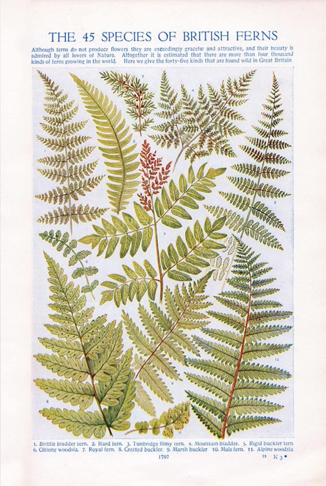 Set of Four Vintage Fern Charts - Etsy